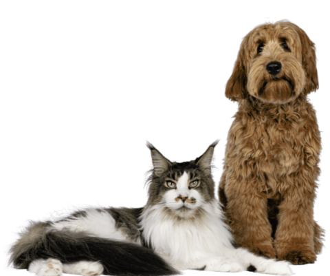 Boarding Agreement & Consent Form | Northwood Animal Hospital