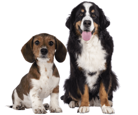 Canine Lyme Disease Risk Assessment Form | Northwood AH